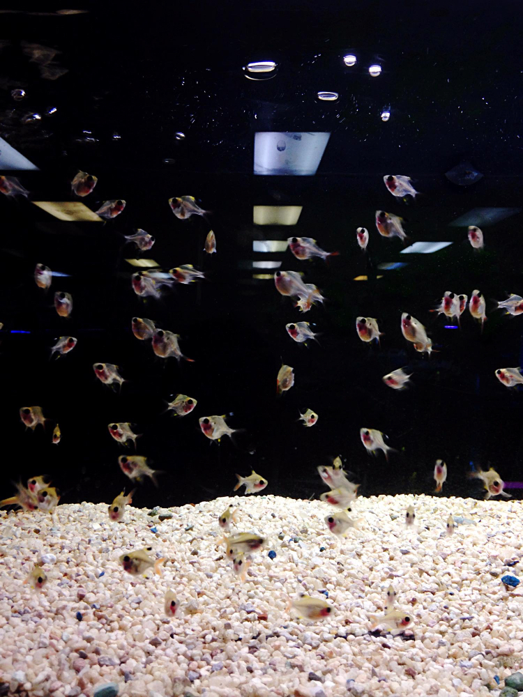 Podłoże do akwarium słodkowodnego – rodzaje i zastosowanie - Portal ...